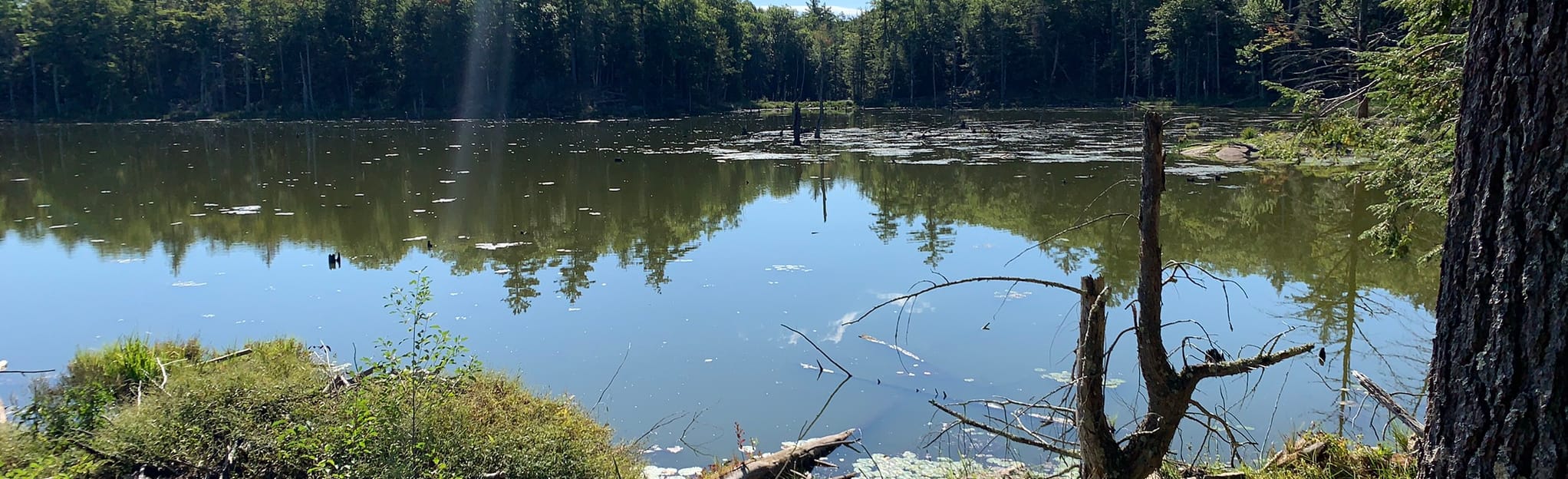 Caster Pond Loop via the Sheldrick Forest: 62 Reviews, Map - New ...