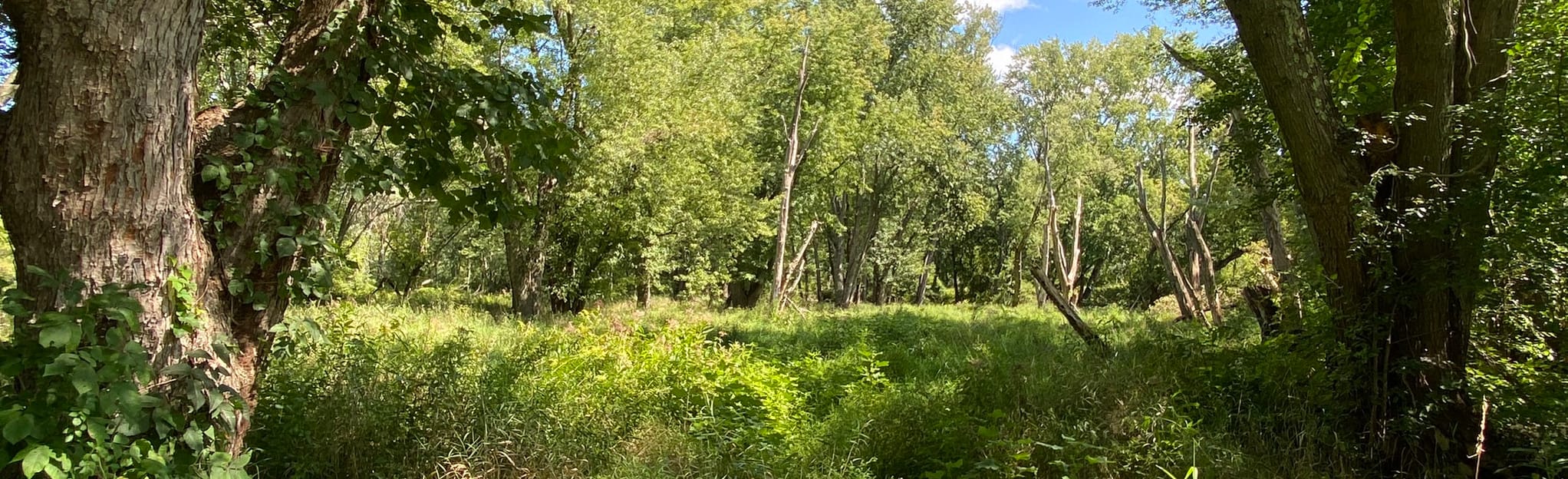 Housatonic Flats Trail: 120 Reviews, Map - Massachusetts | AllTrails