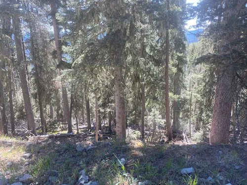 Best Off Road Driving Trails in Carson National Forest | AllTrails