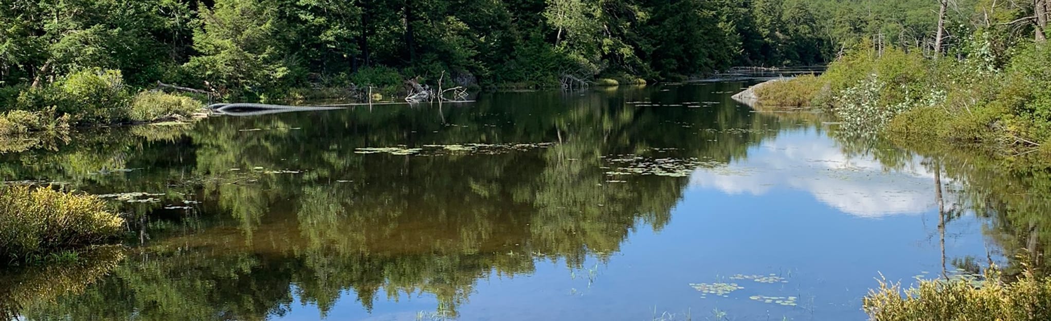 AllTrails | Guilder Pond and Mount Washington Lookout Trail: 248 ...
