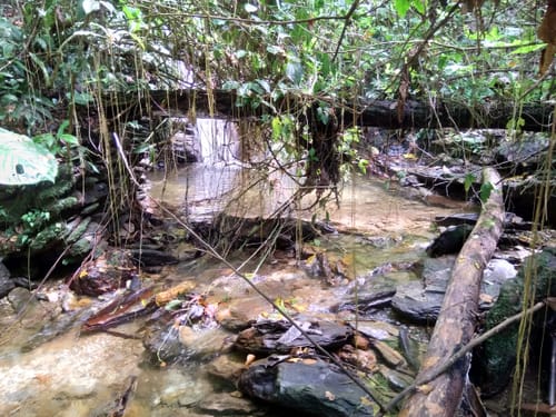 2023 Best River Trails in Tunapuna | AllTrails