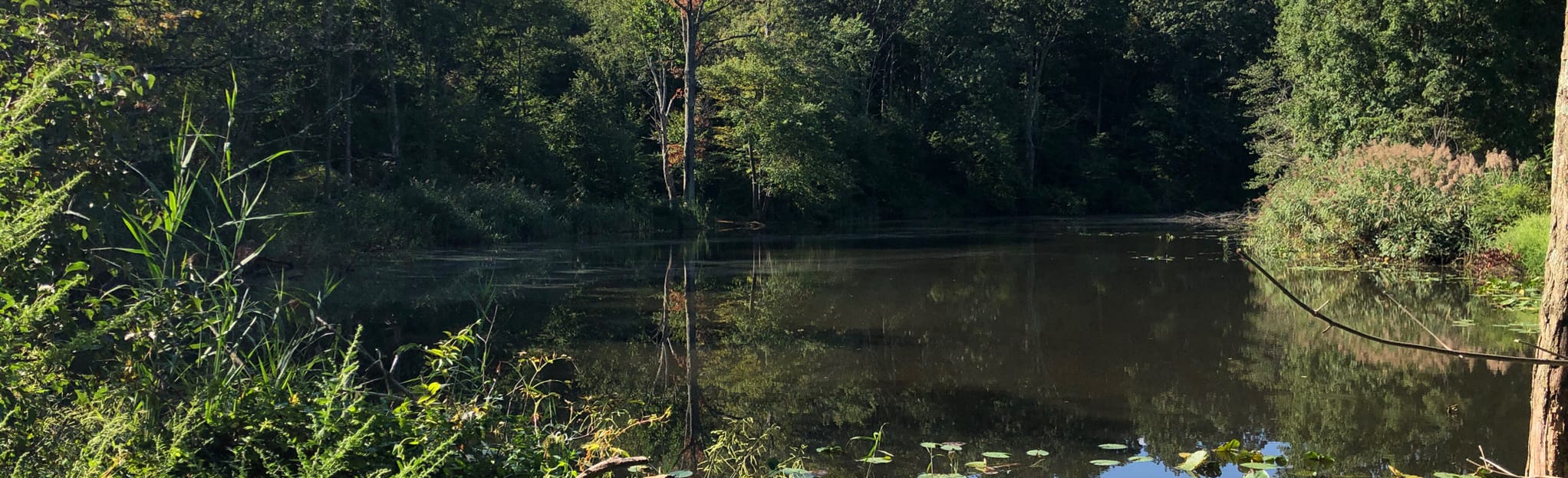 Doctor's Creek and Old Forge Trail, New Jersey - 2,415 Reviews, Map ...