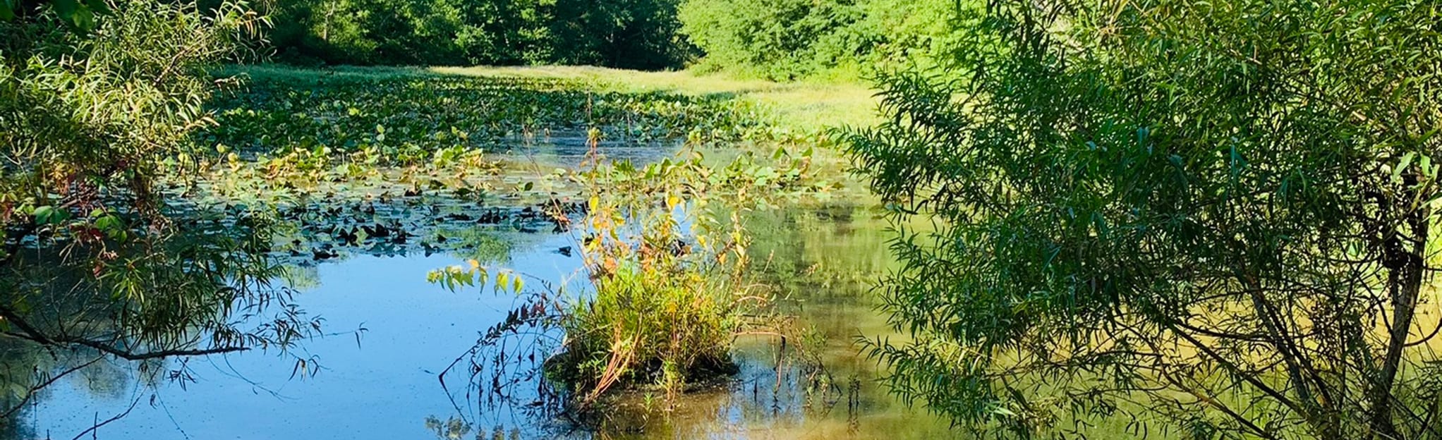 Watchung Yellow, Purple and White Loop, New Jersey - 649 Reviews, Map ...