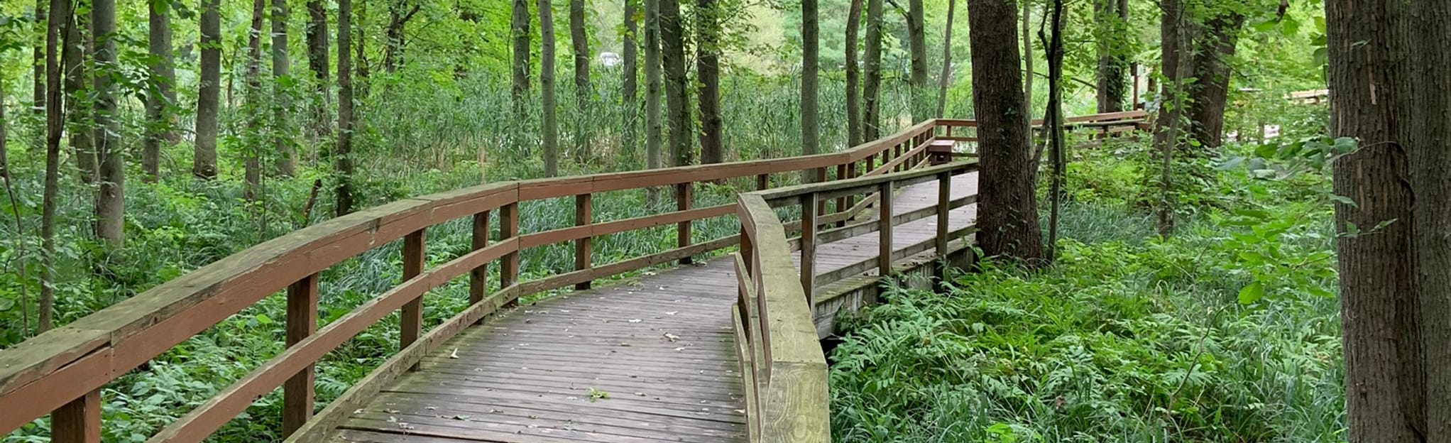 Great Baehre Swamp Loop | Map, Guide - New York | AllTrails