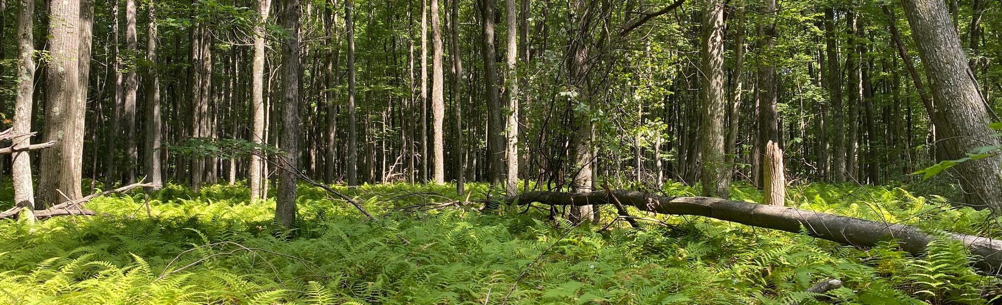 Tanbark Trail: Route 62 to North Country Trail Junction, Pennsylvania ...