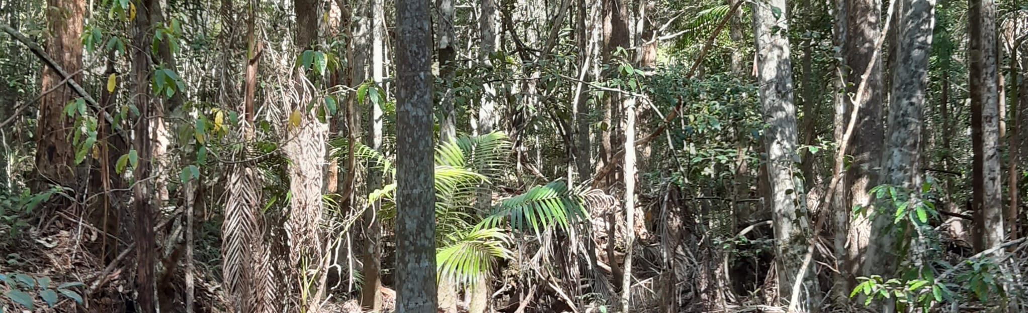 Big Tree Break Loop , Queensland, Australia - 17 Reviews, Map | AllTrails