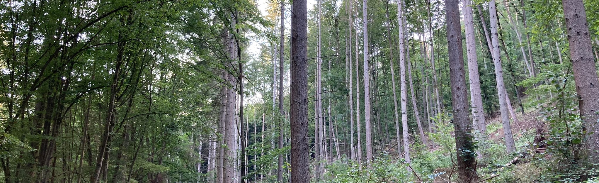 Eiswoog Loop 14: 3 Reviews, Map - Rhineland-Palatine, Germany | AllTrails