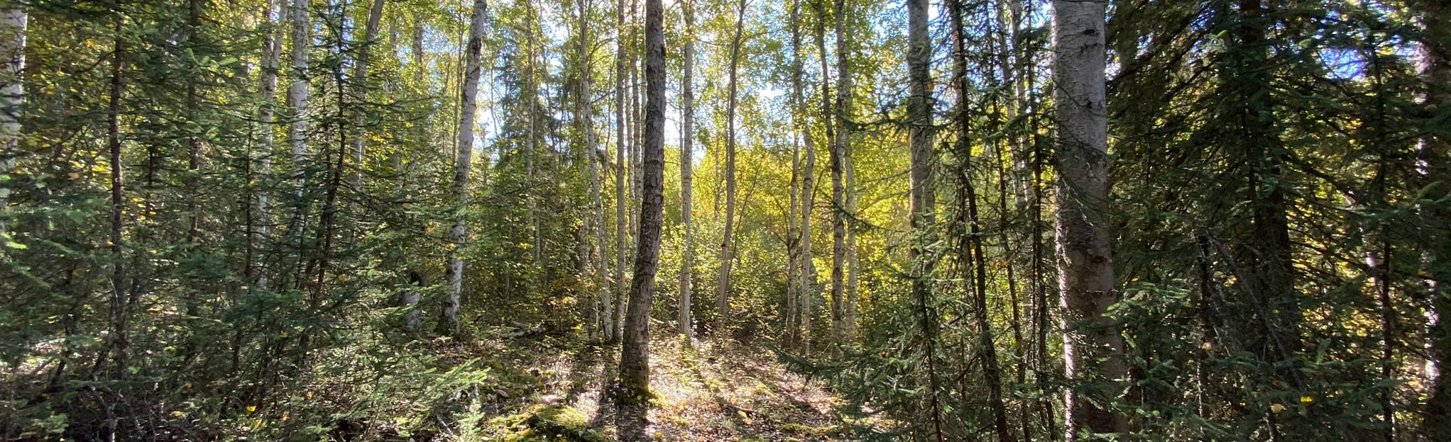 Skyline Ridge After Hours Trail: 132 Reviews, Map - Alaska | AllTrails