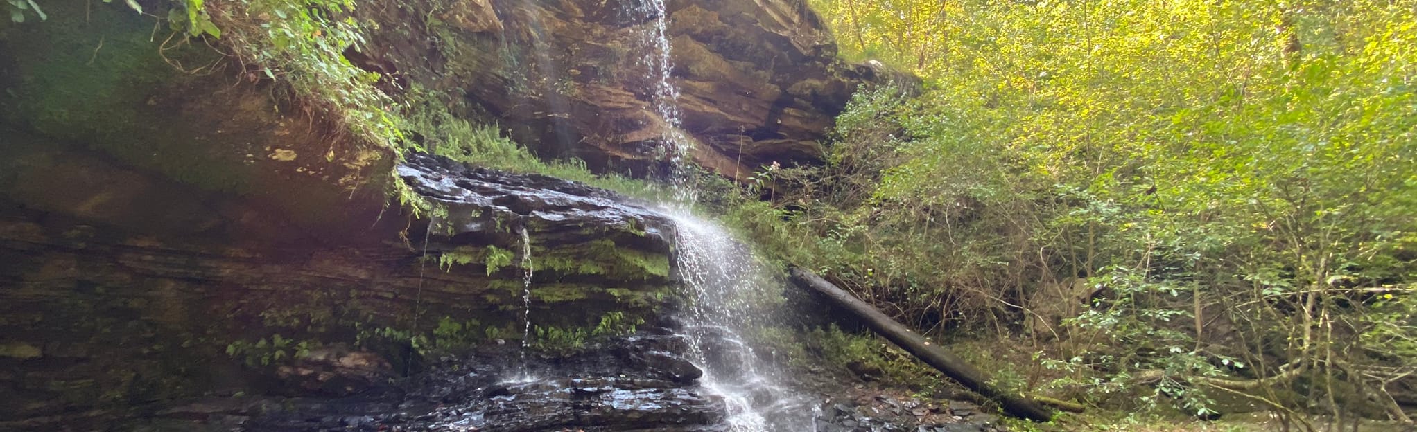 Fern Falls Trail, Arkansas - 292 Reviews, Map | AllTrails