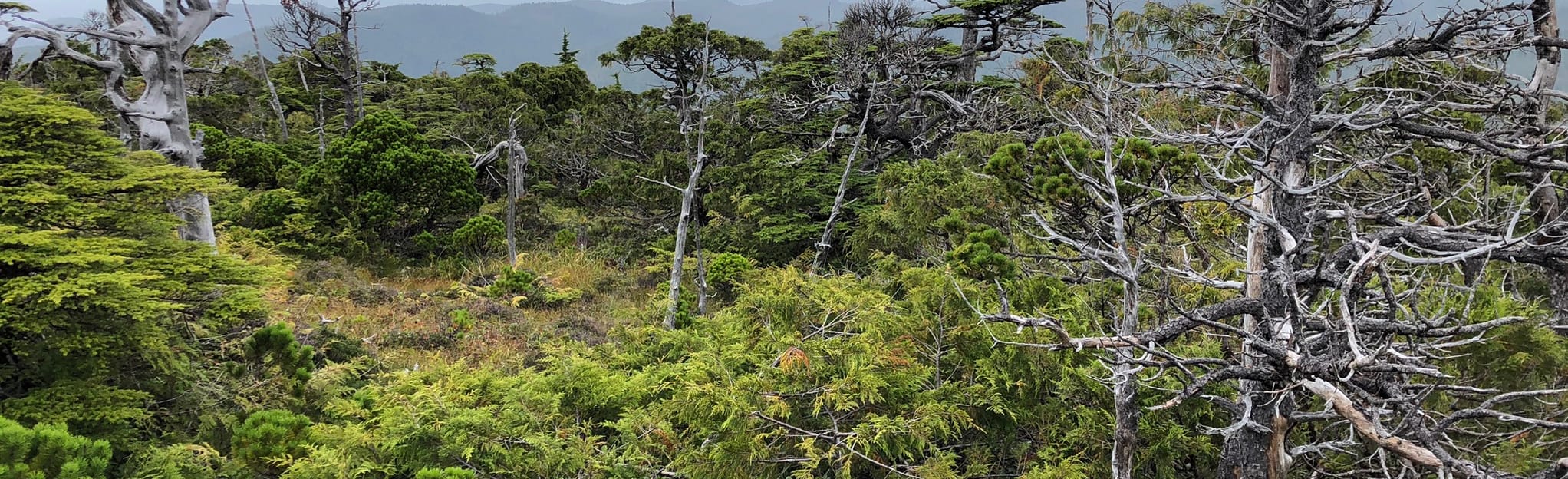 Mount St. Patrick Trail: 29 Reviews, Map - British Columbia, Canada ...