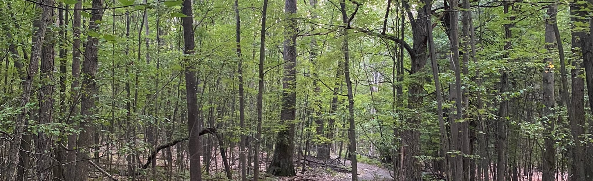 Gladwin County Recreation Area, Michigan - 42 Reviews, Map | AllTrails