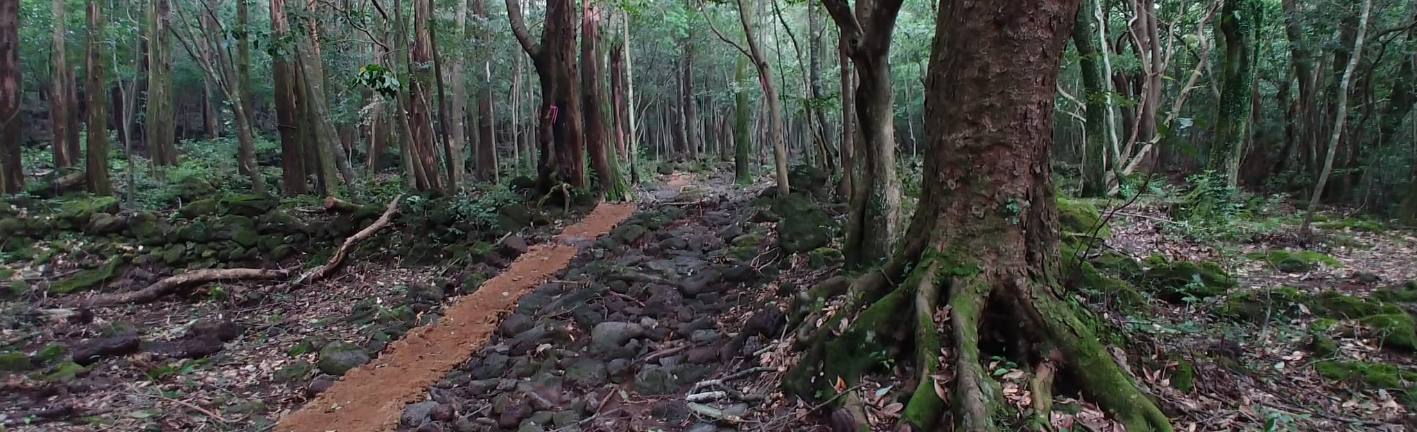 Seogwipo Forest of Healing, Jeju-do, South Korea - 13 Reviews, Map ...