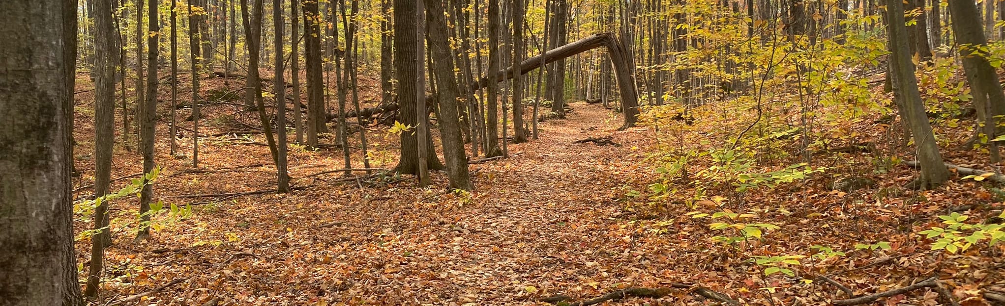 Battell Nature Preserve Loop: 92 Reviews, Map - Vermont | AllTrails