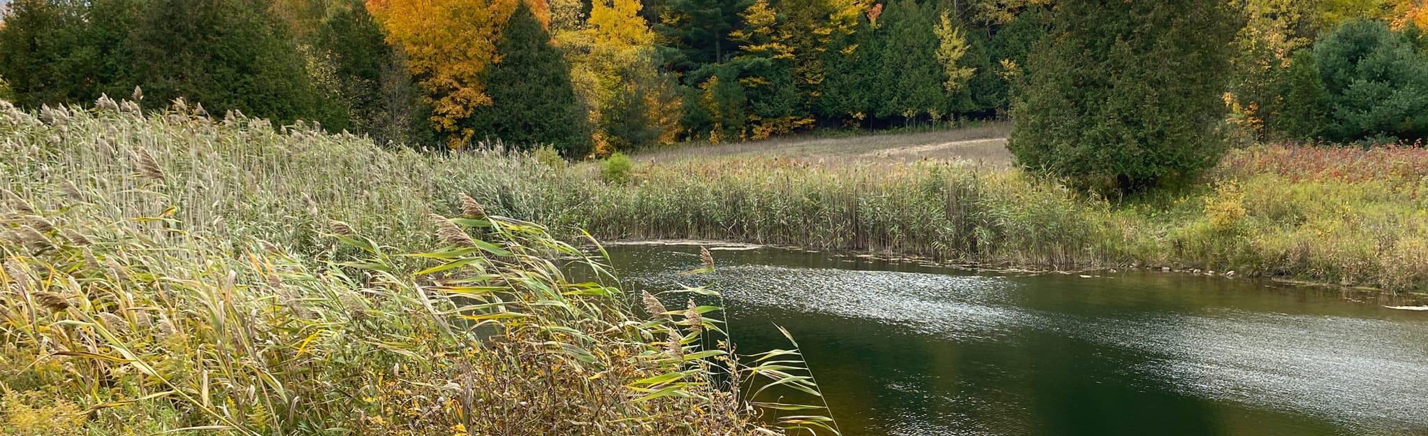 Snell Loop Side Trail , Ontario, Canada - 164 Reviews, Map | AllTrails