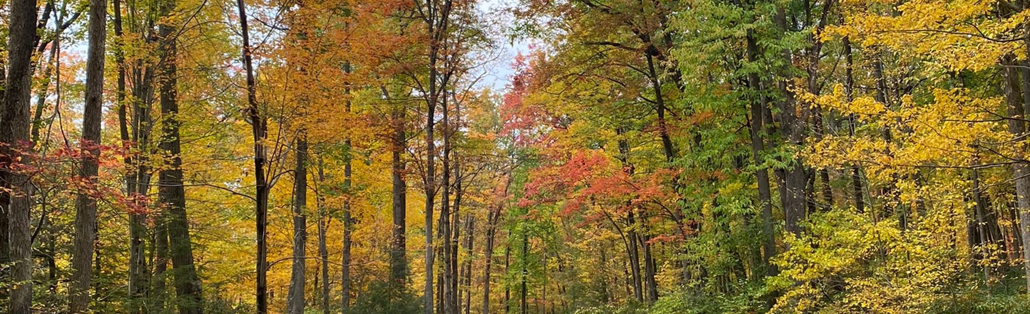 Bear Meadows to Penn Roosevelt, Pennsylvania - 14 Reviews, Map | AllTrails