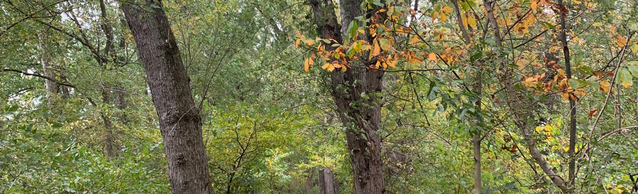 AllTrails | Core Arboretum Loop: 176 Reviews, Map - West Virginia