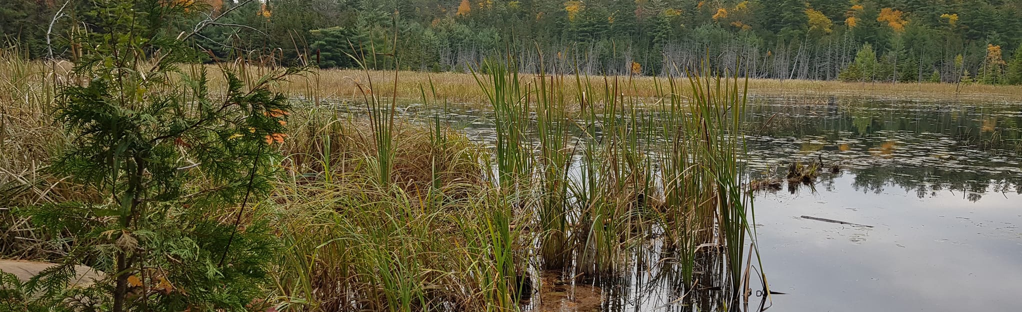 Calabogie Dirt Bike Route: 12 Reviews, Map - Ontario, Canada | AllTrails