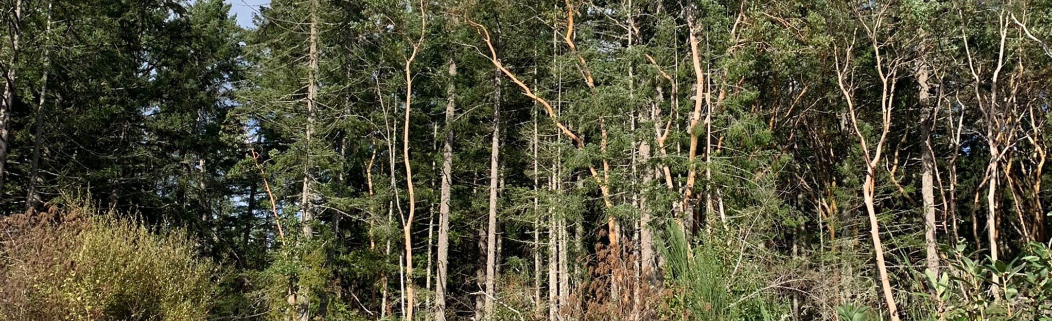 Beaver Trail to Dragonfly Trail Loop: 83 Reviews, Map - British ...