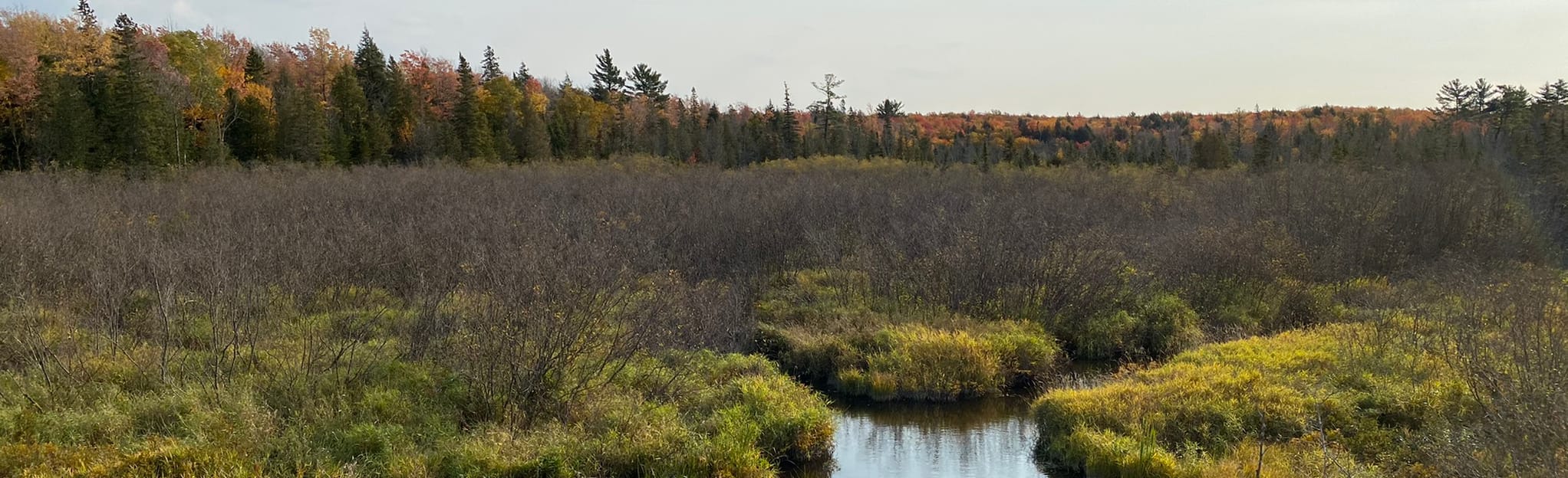Au Train Songbird Trail, Michigan - 53 Reviews, Map | AllTrails
