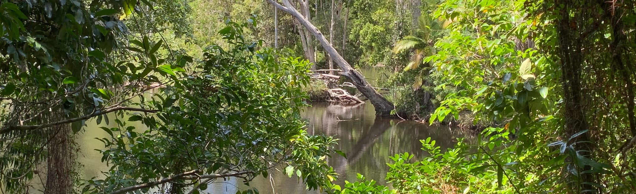 Bowenia Rainforest Circuit | Map, Guide - Queensland, Australia | AllTrails