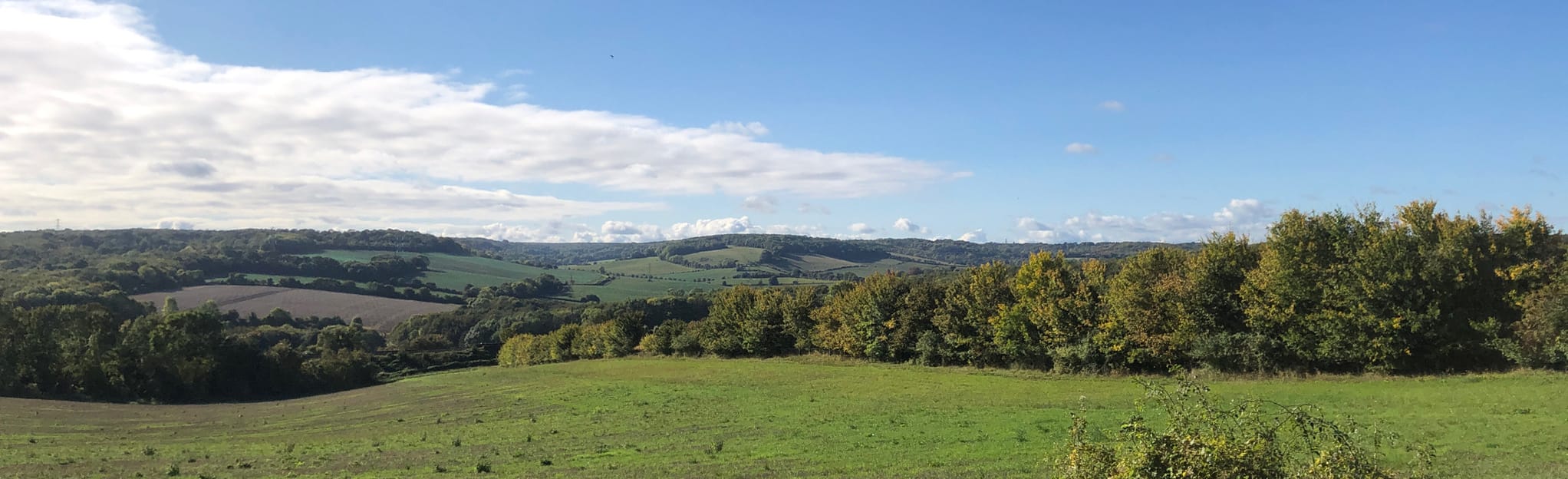 Cobham Wood, Kent, England - 102 Reviews, Map | AllTrails