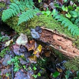 Peg Leg Mine Trail, Tennessee - 79 Reviews, Map | AllTrails