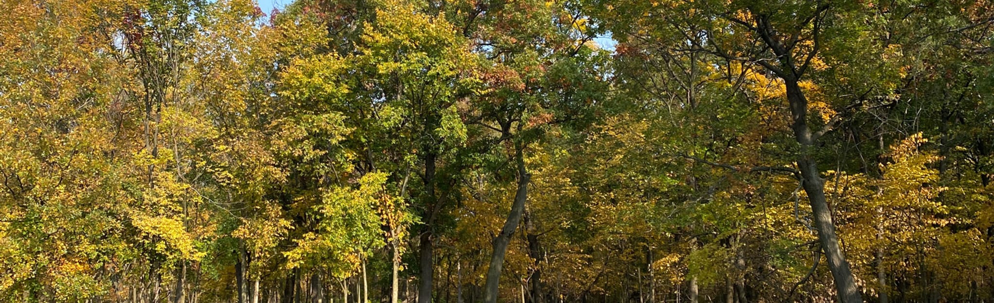 Thatcher Wood Hiking Trail, Illinois - 269 Reviews, Map | AllTrails