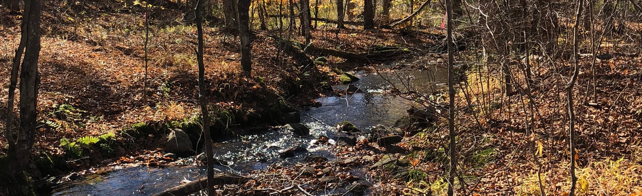 Wolf Lake via Surprise Path | Map, Guide - Quebec, Canada | AllTrails