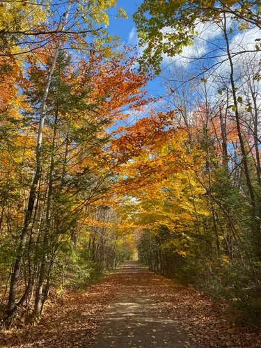 Best Easy Trails in Ferguson Forest Centre | AllTrails