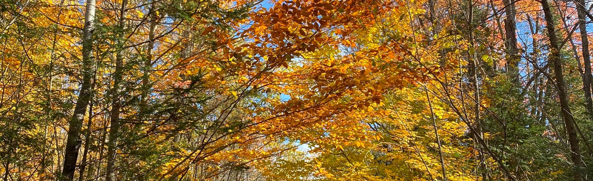 Alf Campbell Trail: 86 foto's - Ontario, Canada | Wandelen - AllTrails