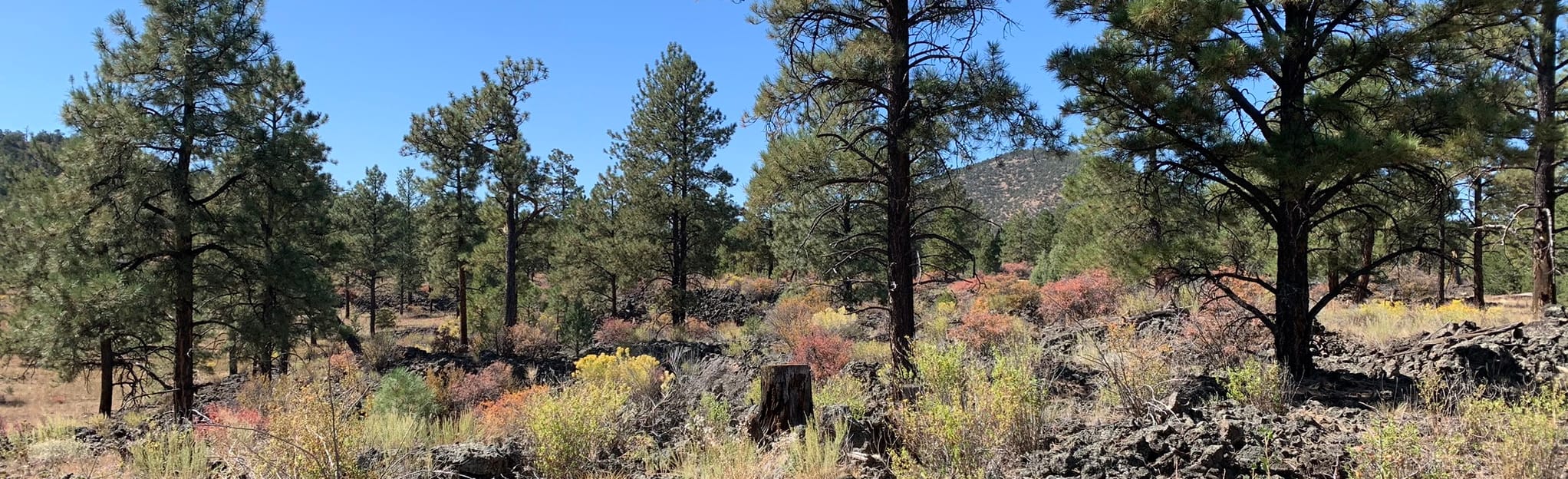 El Calderon and Continental Divide Trail Loop, New Mexico - 117 Reviews ...
