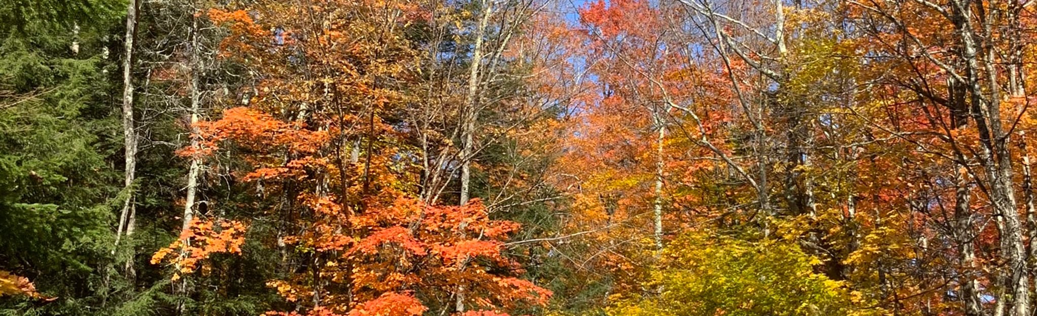 Gifford Woods Loop, Vermont - 107 Reviews, Map | AllTrails