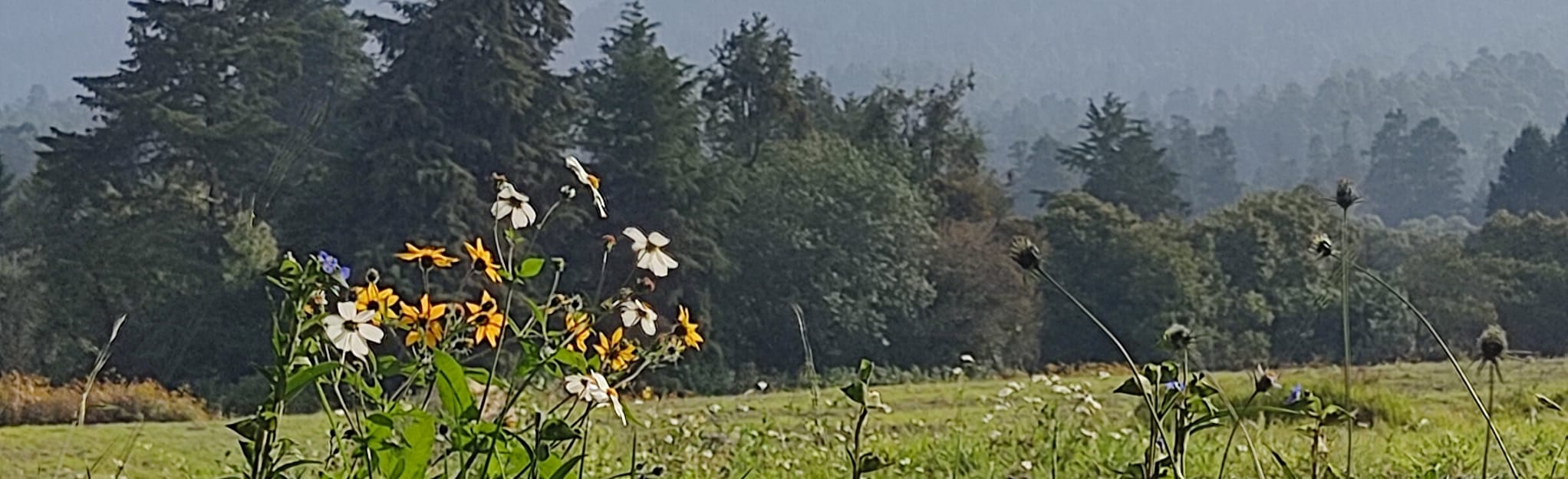 Amecameca - Cascada Colibri | Map, Guide - México, Mexico | AllTrails