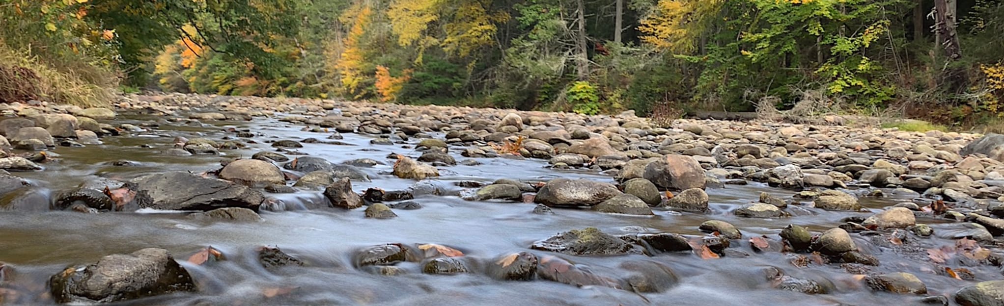 Pinney Loop Trail, Connecticut - 305 Reviews, Map | AllTrails