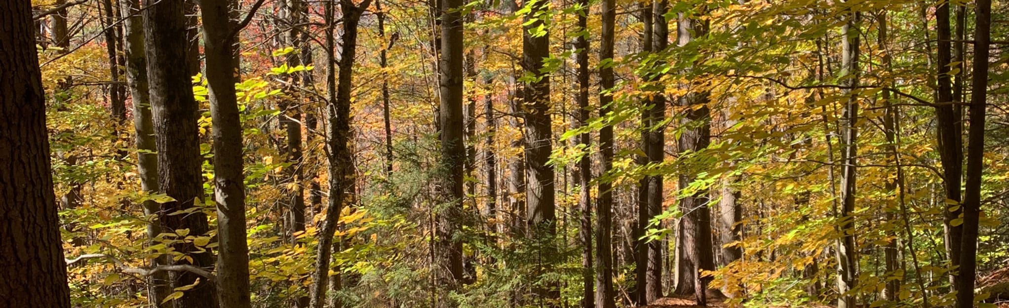 Moretown Town Forest Trail, Vermont - 25 Reviews, Map | AllTrails