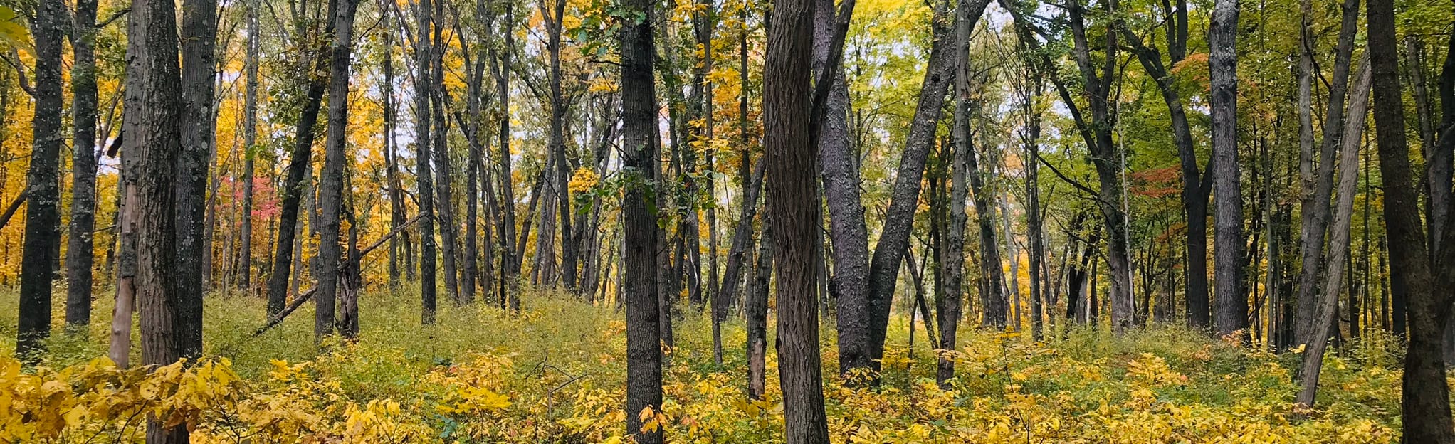 Fort Custer Equestrian Trail: 99 foto's - Michigan | Wandelen - AllTrails