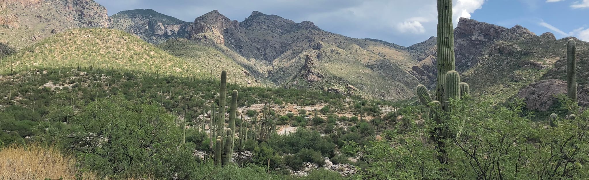 Finger Rock Short Route, Arizona - 2,054 Reviews, Map | AllTrails