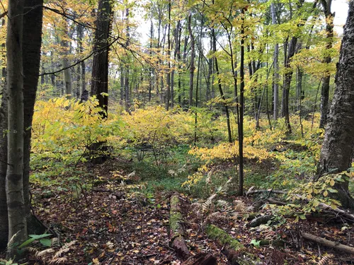 Best Easy Trails in Backus Woods | AllTrails