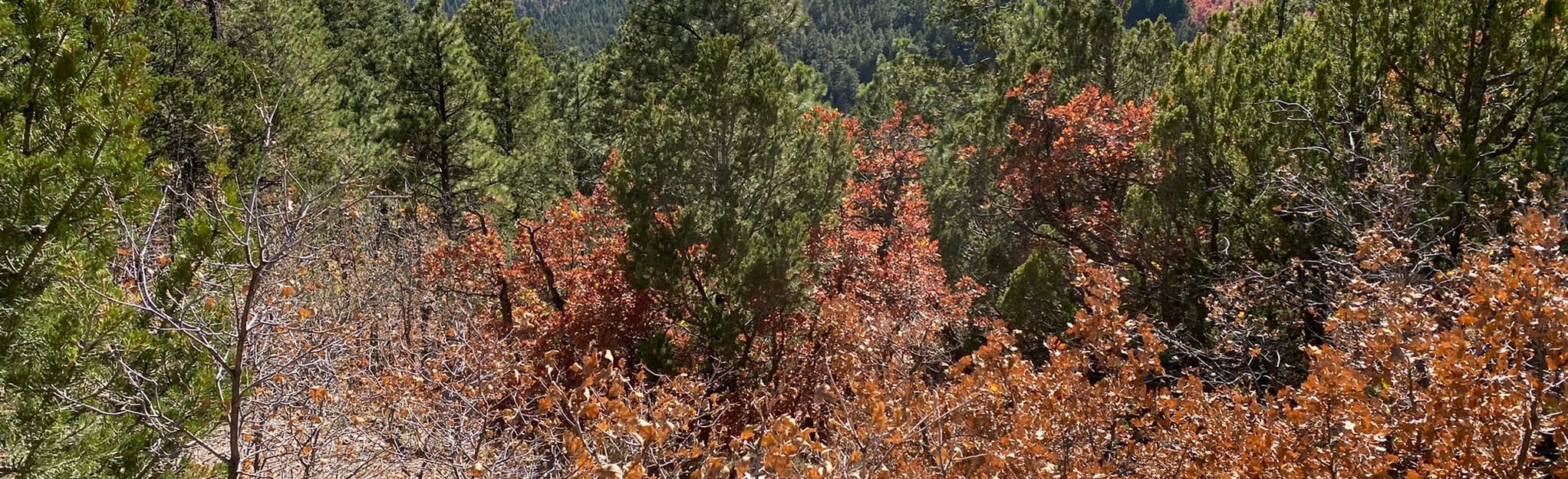 Cerro Blanco Trail: 15 Reviews, Map - New Mexico | AllTrails