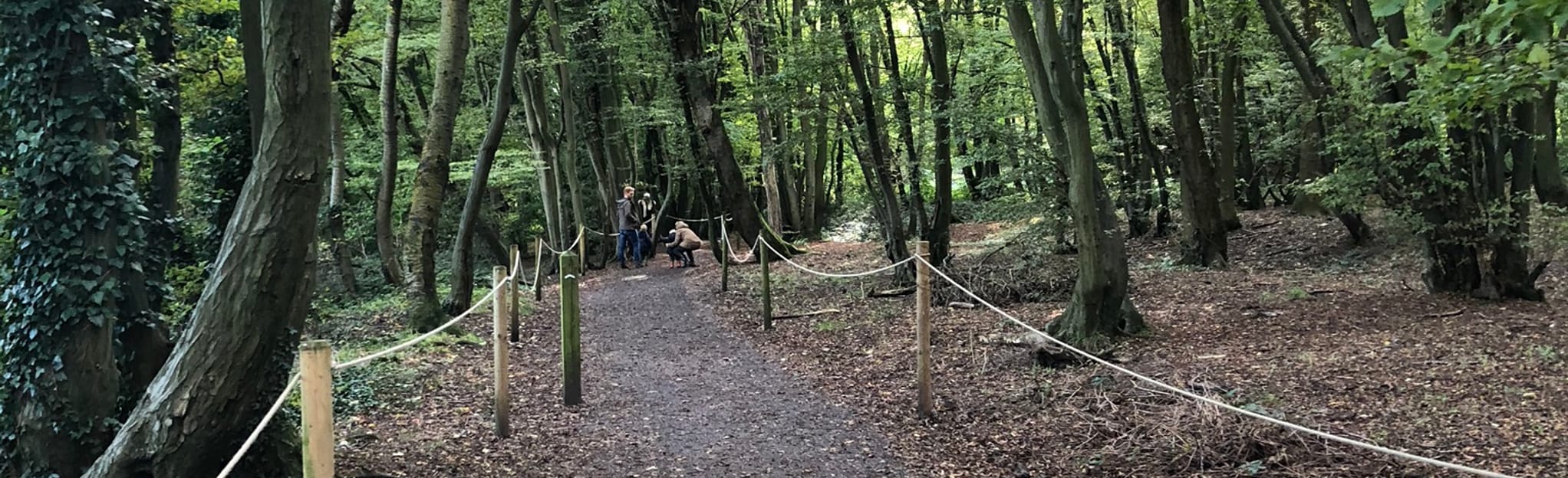 Nomansland Common - Magical Wood Circular, Hertfordshire, England - 50 Reviews, Map | AllTrails