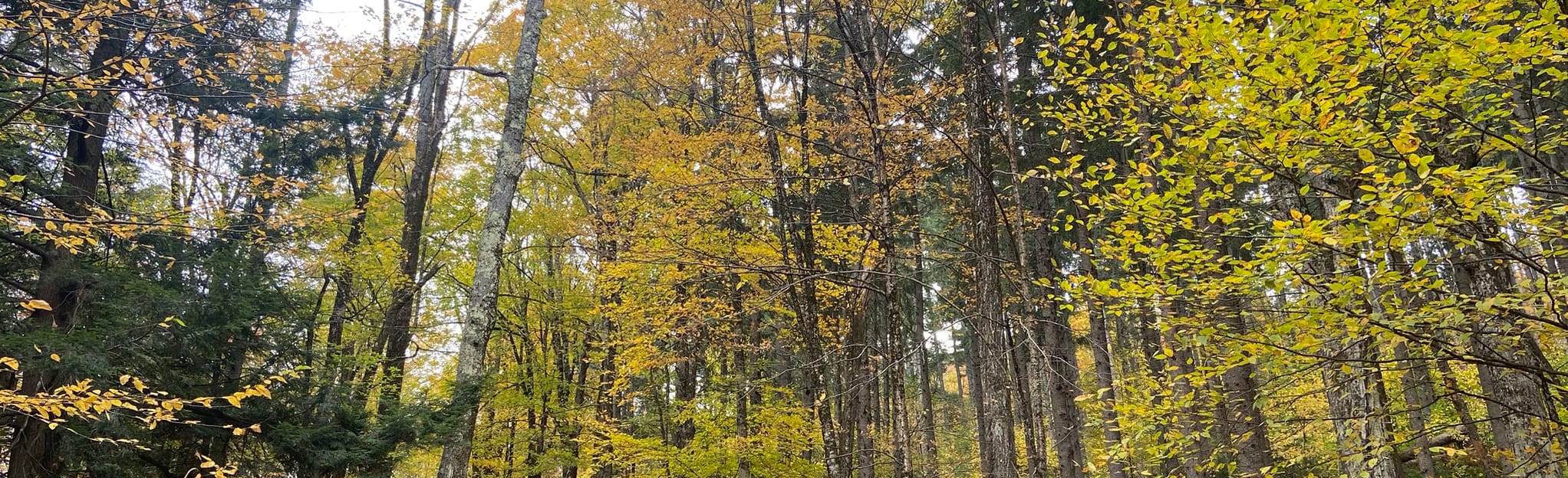 Revolution Trail, Evolution Trail, and Cyclone Trail Loop, Vermont - 98 ...