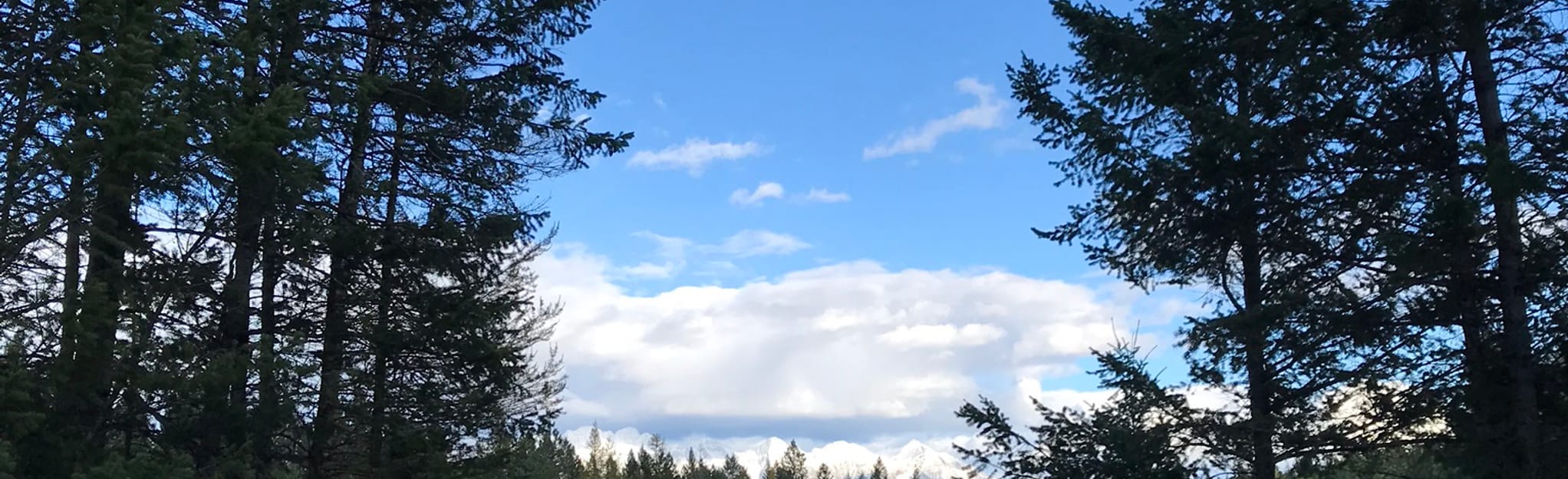 Forest Grove, Curly, Going Up, Hobogolin, Big Tree, Arbor Trails: 10 ...