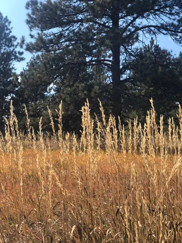 Best Hikes and Trails in Pinewood Springs | AllTrails