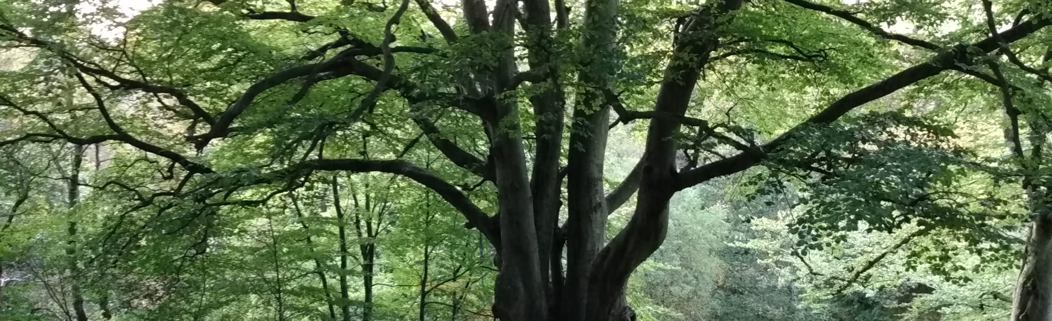 Den of Maidencraig Local Nature Reserve Walk, Aberdeen, Scotland - 9 ...