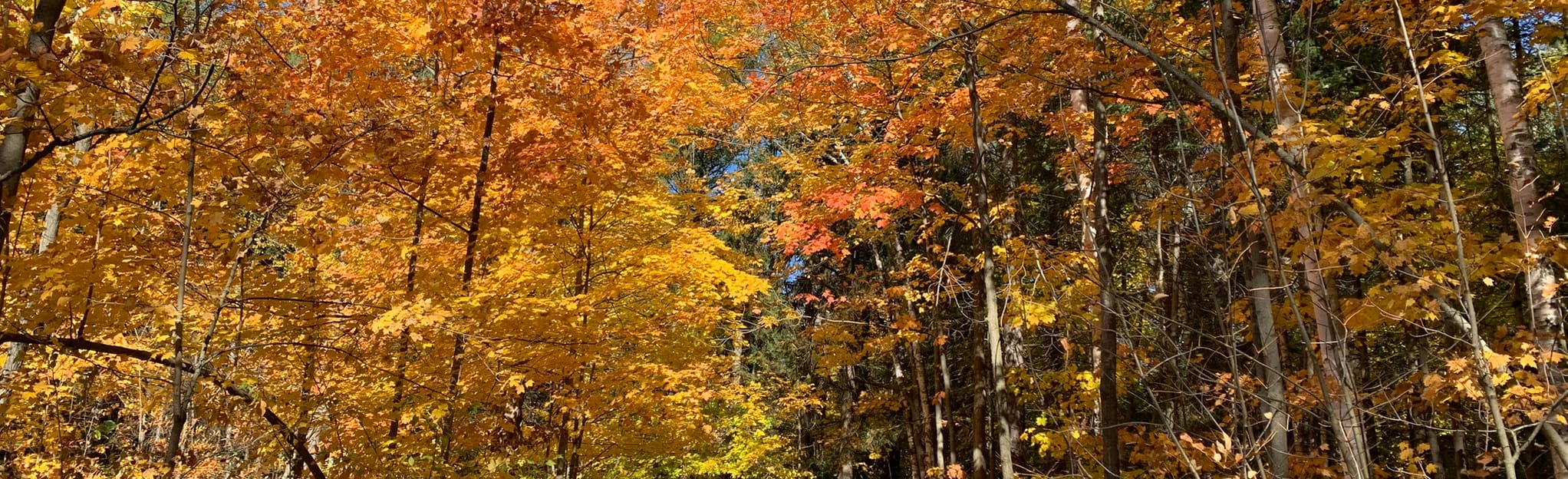 Oak Ridges Trail, Ontario, Canada - 309 Reviews, Map | AllTrails