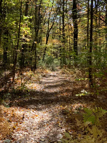 Best Hikes and Trails in Cadwell Memorial Forest | AllTrails