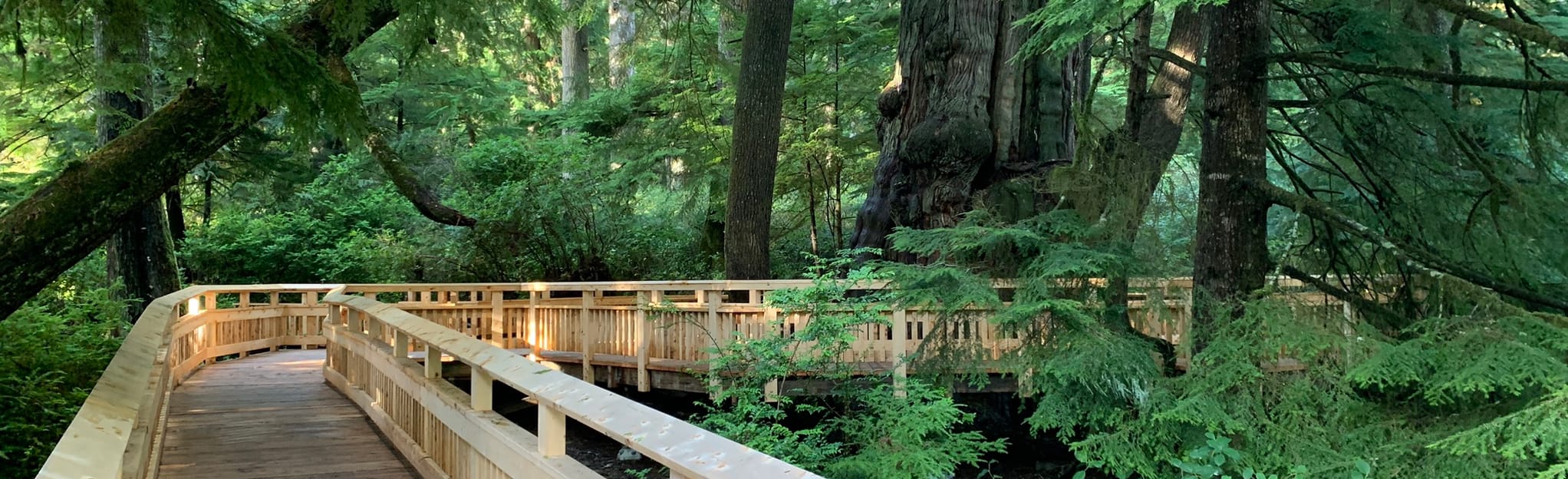 Rockaway Big Tree Boardwalk, Oregon - 265 Reviews, Map | AllTrails