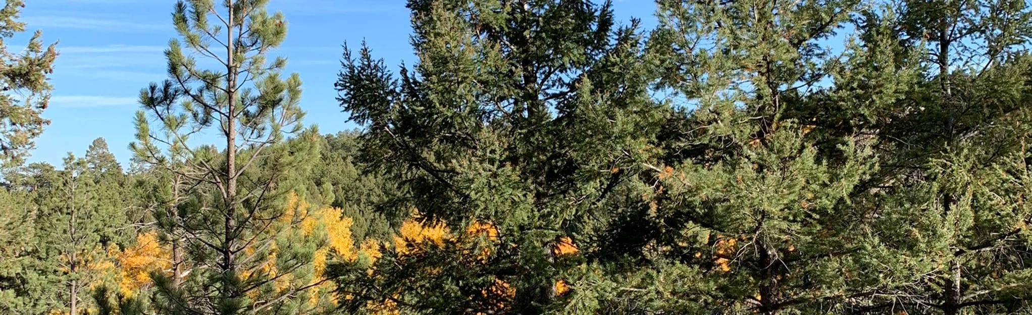 Rampart OHV Loop: 18 Reviews, Map - Colorado | AllTrails