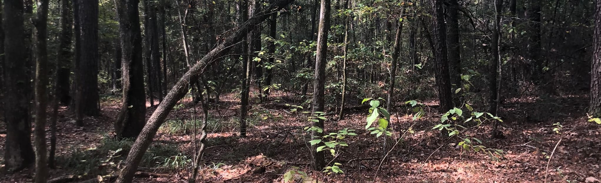 Lost Arrow Loop: 128 Reviews, Map - Texas | AllTrails