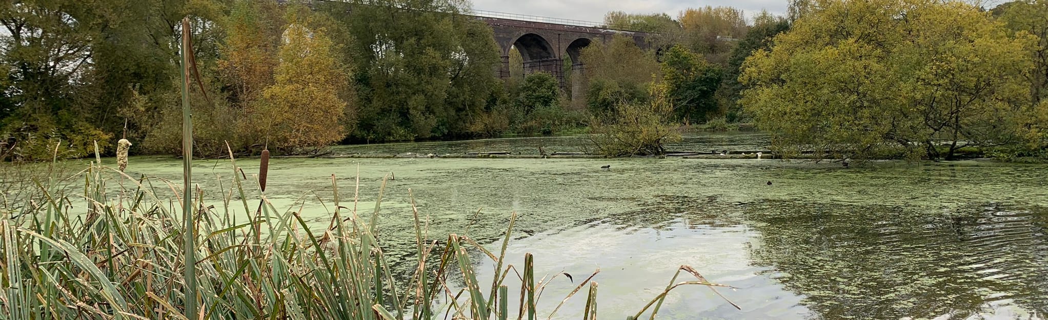 Reddish Vale Pond, Greater Manchester, England - 40 Reviews, Map ...